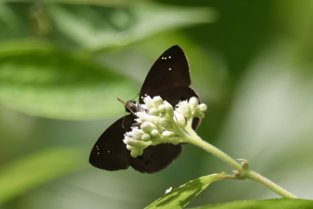 Pied Flat from Sumatra, Kabupaten Tapanuli Selatan, Sumatera Utara, ID ...