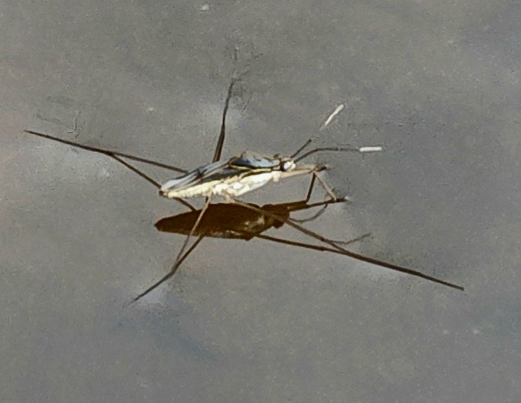 Limnogonus franciscanus from Saint-Barthélemy on November 18, 2023 at ...