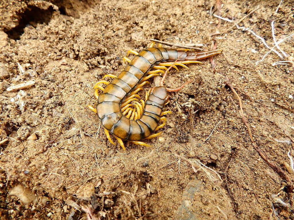 Mediterranean Banded Centipede from Central Macedonia, Greece on March ...