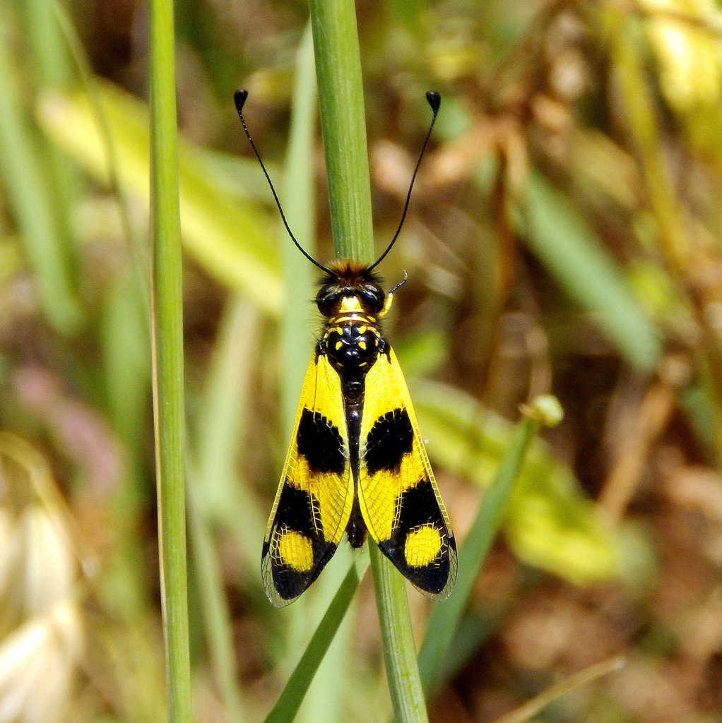 Libelloides macaronius from Central Macedonia, Greece on May 29, 2020 ...
