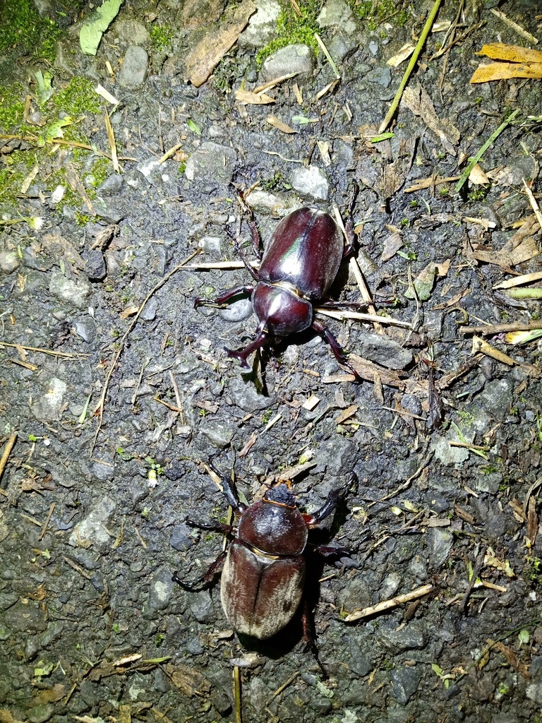 Trypoxylus dichotomus tsunobosonis from 558台灣南投縣鹿谷鄉 on July 2, 2019 at ...