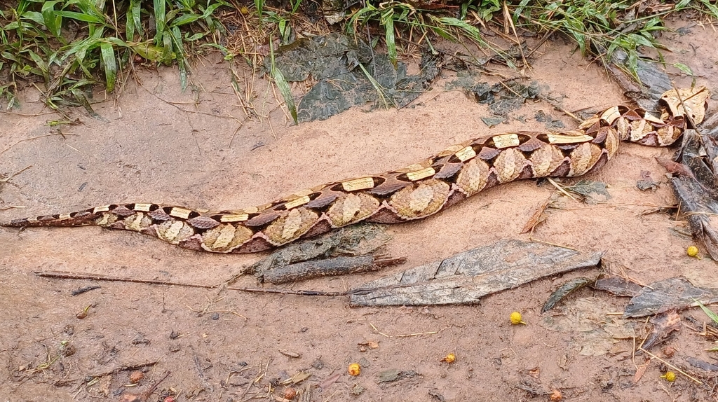 Gaboon Viper from Ouésso, République du Congo on November 18, 2023 at ...