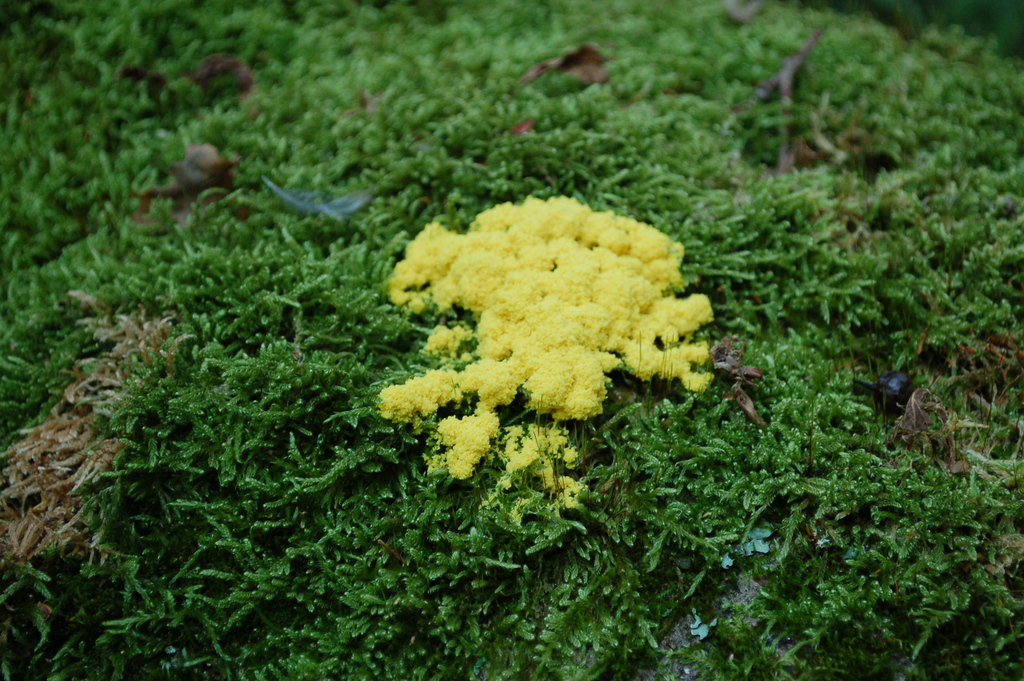 Dog Vomit Slime Mold in August 2010 by wojtest · iNaturalist