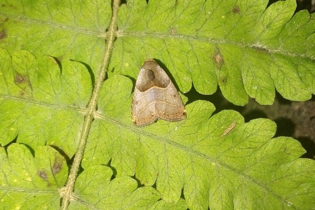 Rivula basalis from Kirindiwela on November 20, 2023 at 04:13 PM by ...