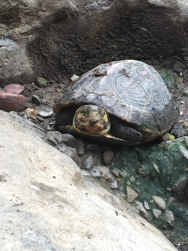 Chinese Box Turtle in August 2018 by ph_hsu · iNaturalist