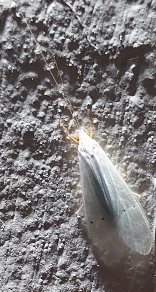 Winged and Once-winged Insects from FVXR+FWQ, Burla, Odisha 768017 ...