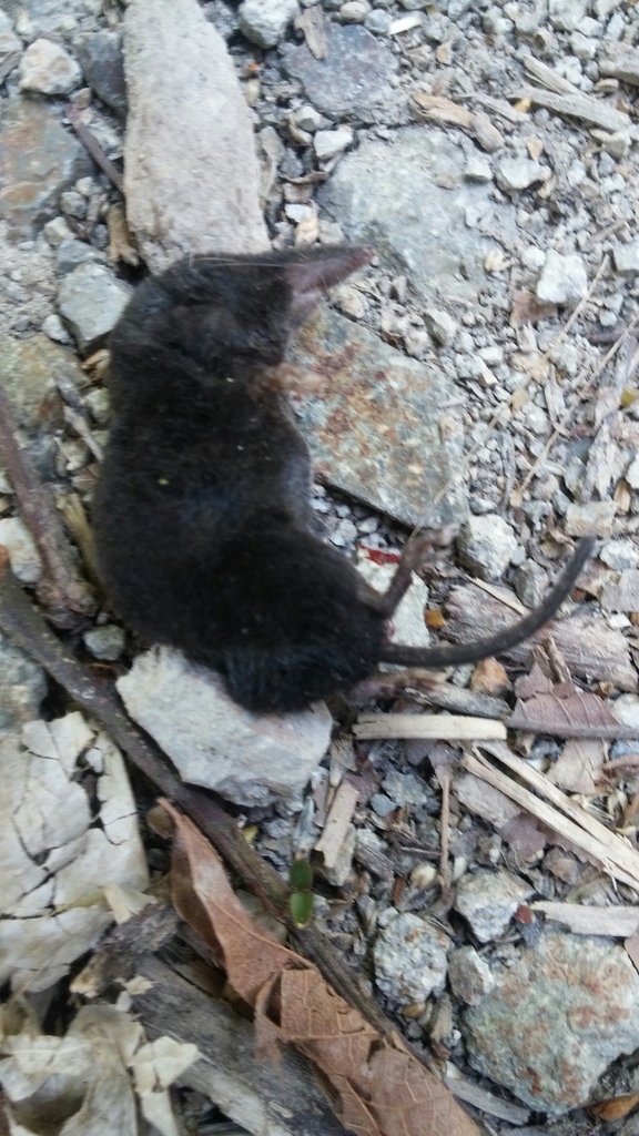 Blackish Small-eared Shrew from Unnamed Road, Provincia de Puntarenas ...