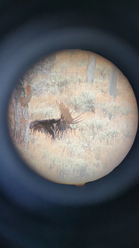 Moose from Hoback Junction, WY 83001, USA on November 20, 2023 at 09:37 ...