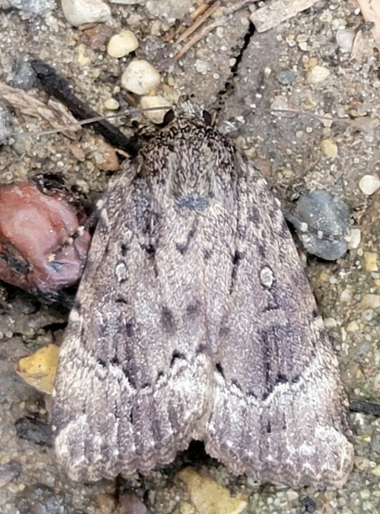 American Copper Underwing from St. Charles, IL on July 13, 2022 at 12:30 PM by -alaimins-. X ...
