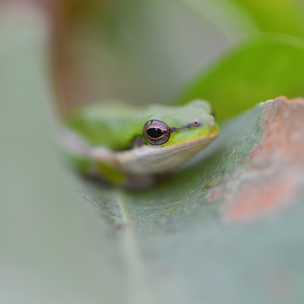 Northern Dwarf Tree Frog from 4871, , QLD, AU on July 16, 2016 at 01:32 ...