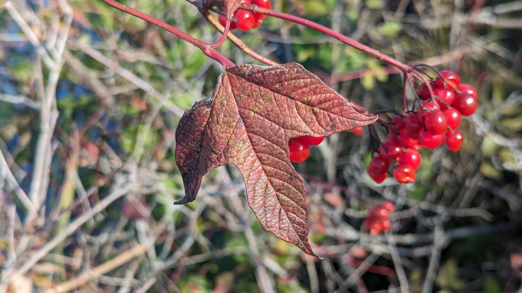 guelder-rose from Kawartha Lakes, ON, Canada on October 17, 2023 at 04: ...
