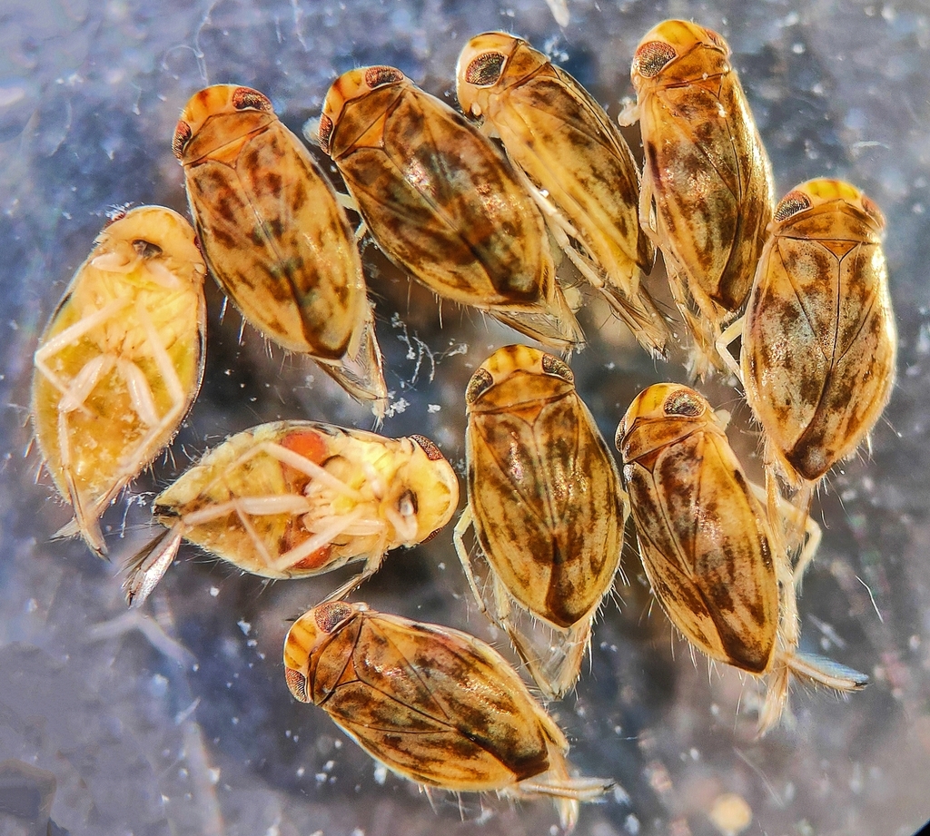 Micronecta from 30509 Molina de Segura, Murcia, España on April 24 ...