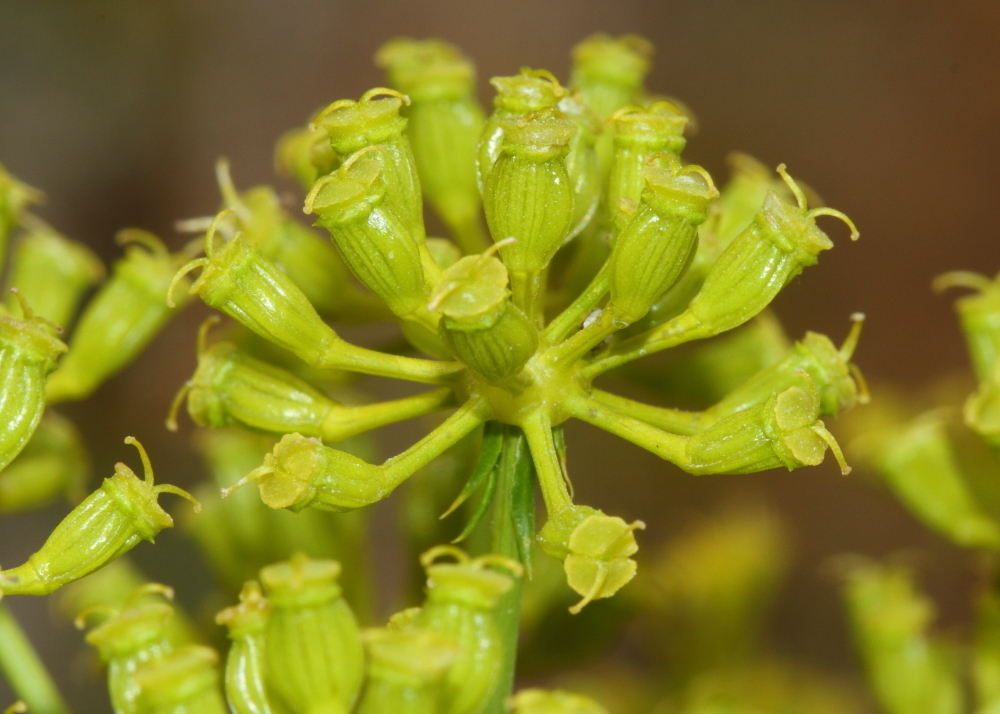 Ferulago asparagifolia from Evsin, 70402 Evsin/Ermenek/Karaman, Türkiye ...