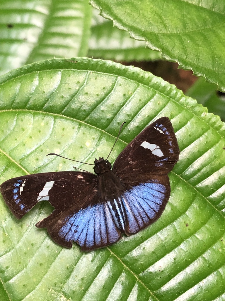 Pythonides jovianus from Parque Nacional Azul Meámbar, Meambar, Comayagua, HN on November 17 ...