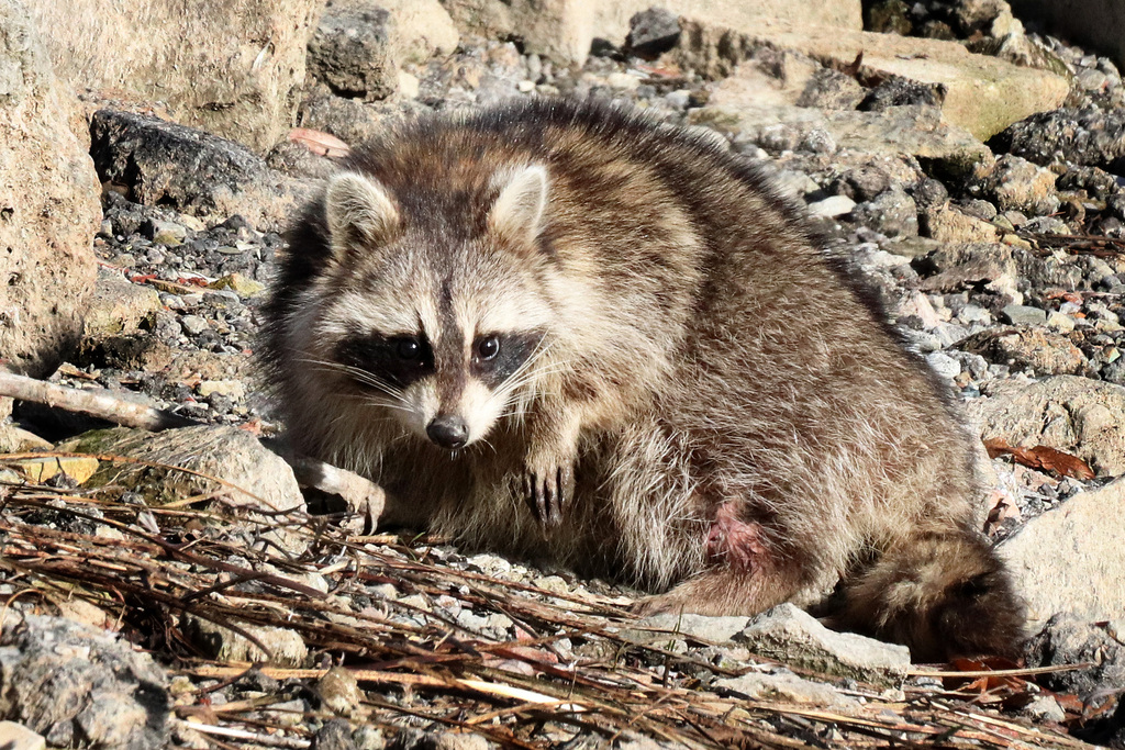 Common Raccoon from Toronto, ON, Canada on November 18, 2023 at 12:40 ...