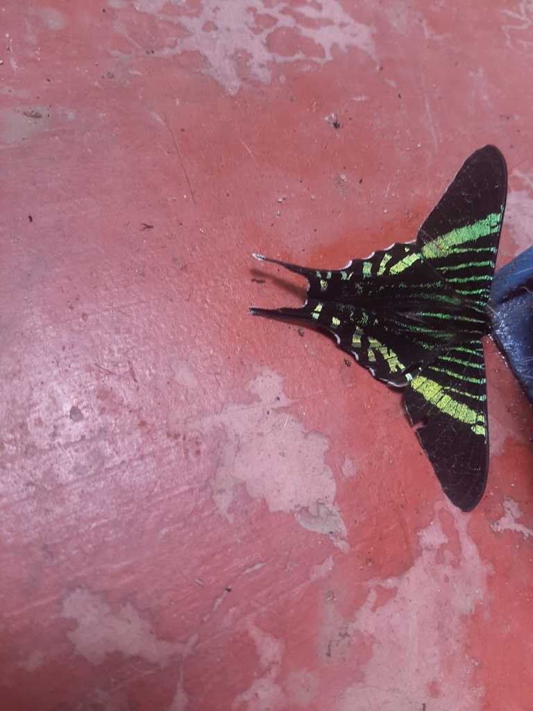 Urania Swallowtail Moth from Cimitarra's Airport, Cimitarra, Santander ...