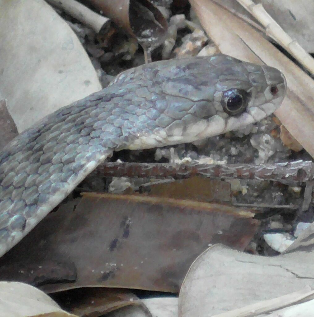Common keelback from Watsonville QLD 4887, Australia on November 21 ...