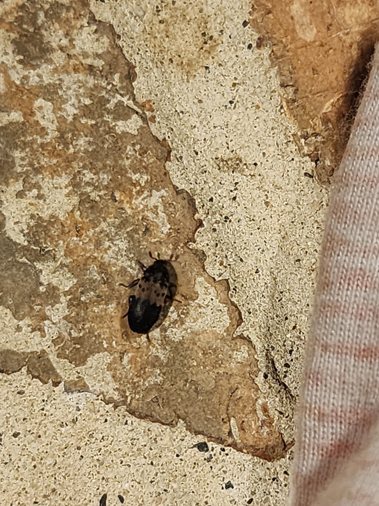 Larder Beetle from Union Township, IN, USA on November 20, 2023 at 04: ...