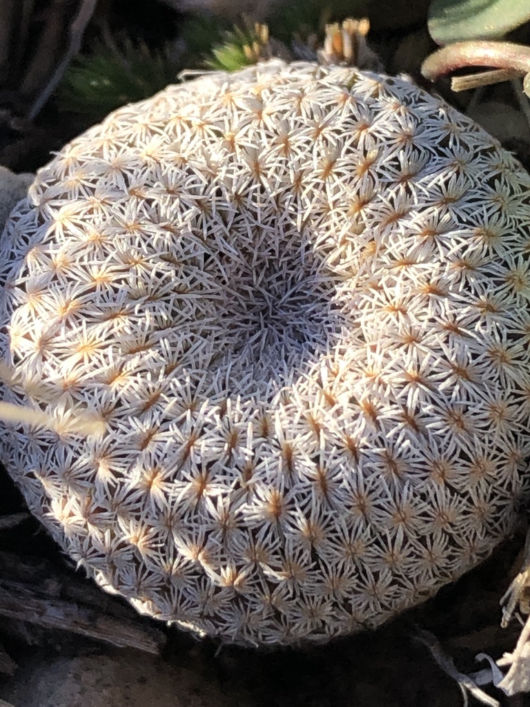 Button Cactus in November 2023 by Laurel Miller · iNaturalist