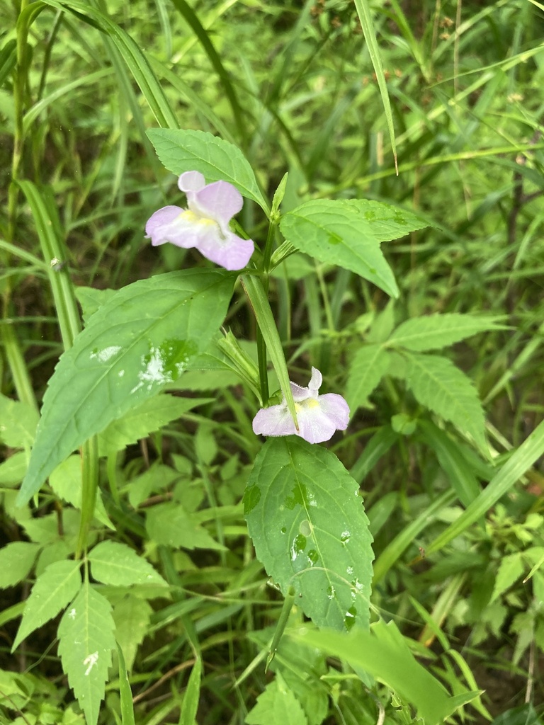 sharpwing monkeyflower from New River Gorge National Park and Preserve ...