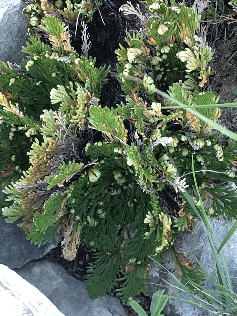 resurrection plant from Seminole Canyon State Park & Historic Site ...