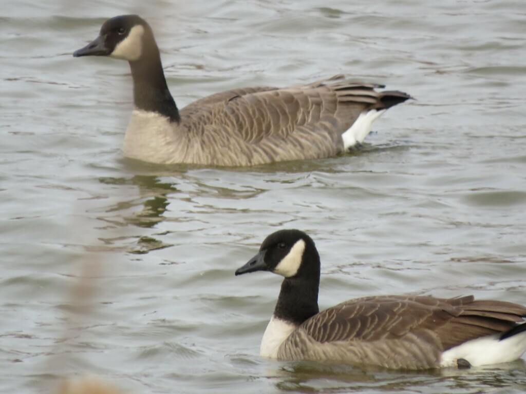 Black Geese from East Riverside, Windsor, ON, Canada on November 20 ...