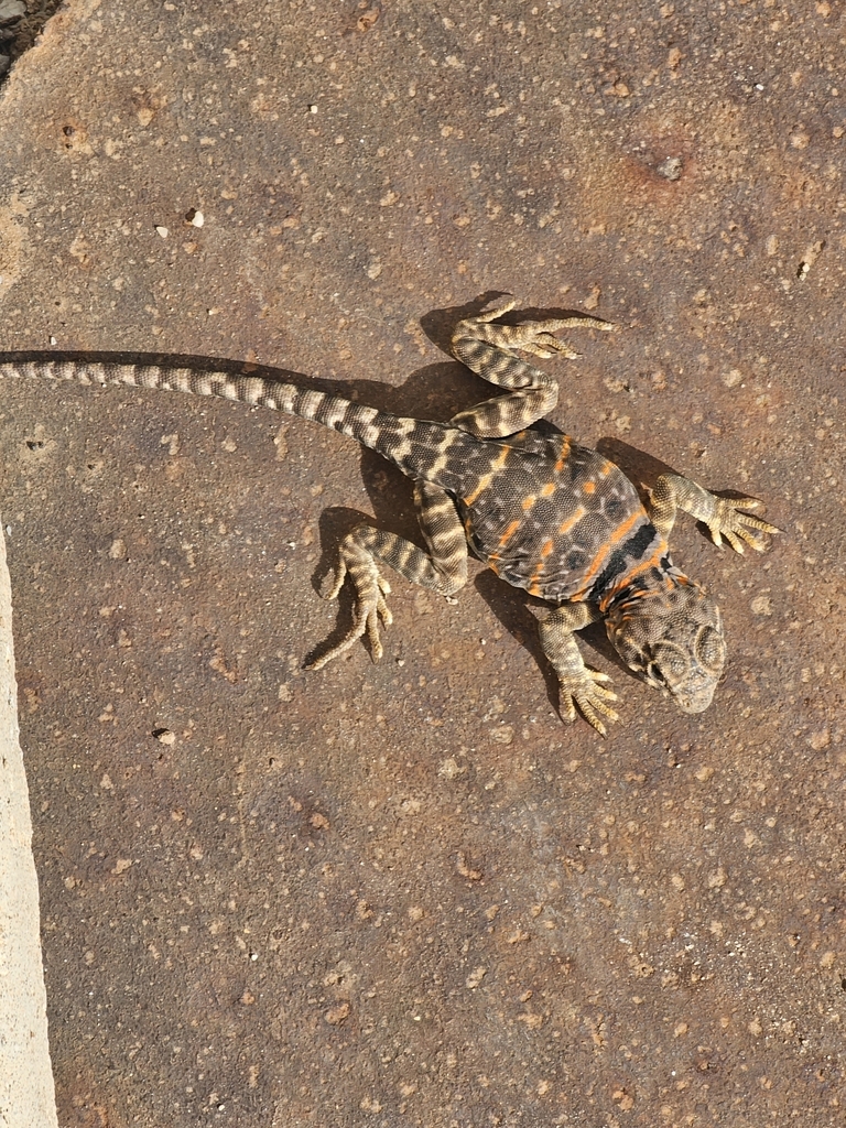 Eastern Collared Lizard from Freedom, OK 73842, USA on October 15, 2023 ...