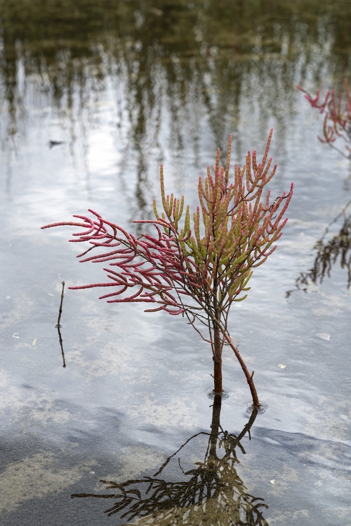 Virginia Glasswort from Gateway National Recreation Area, New York, NY ...