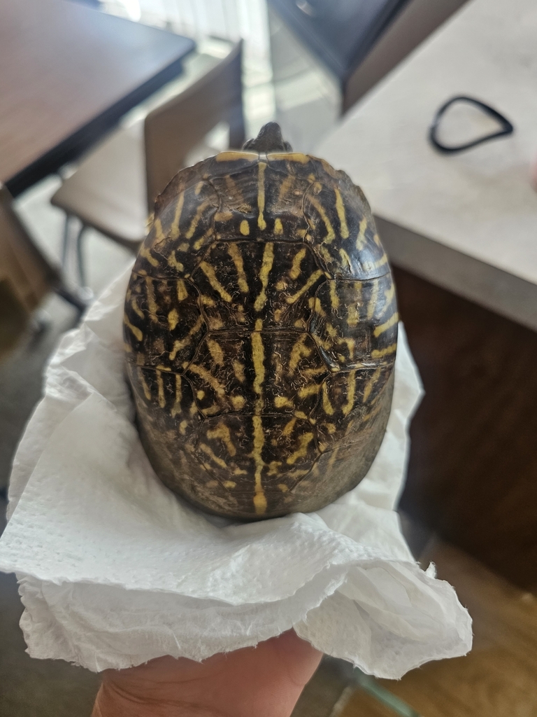 Ornate Box Turtle from Freedom, OK 73842, USA on August 26, 2023 at 11: ...