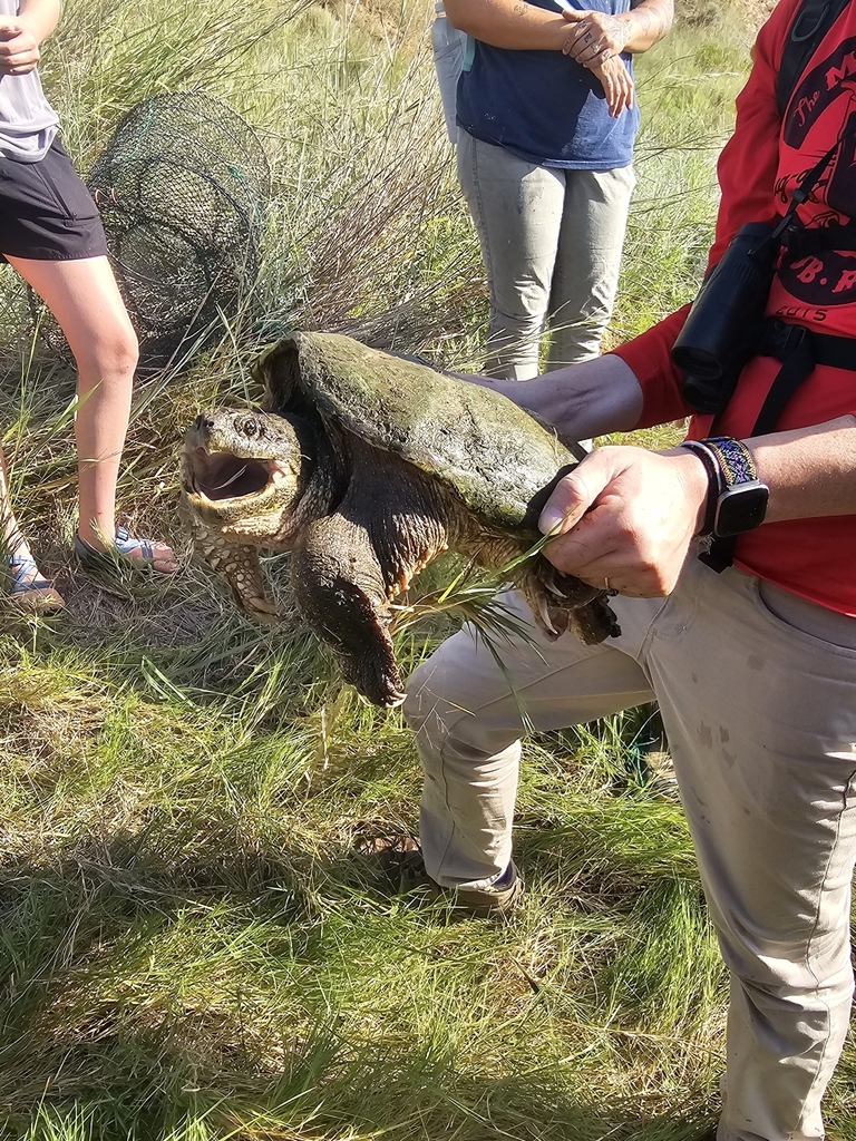 Common Snapping Turtle from Freedom, OK 73842, USA on August 26, 2023 ...
