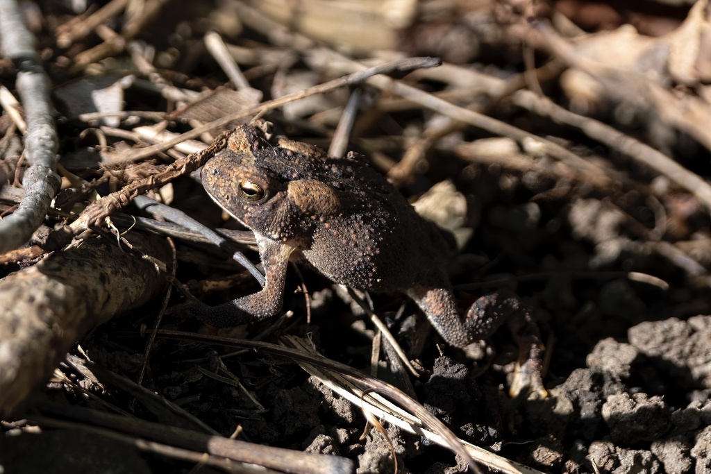 Eastern American Toad from Gateway National Recreation Area, New York ...