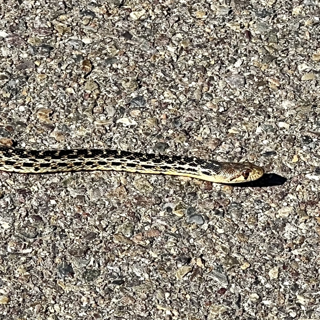 Gopher Snake from Mission Trails Regional Park, San Diego, CA, US on ...