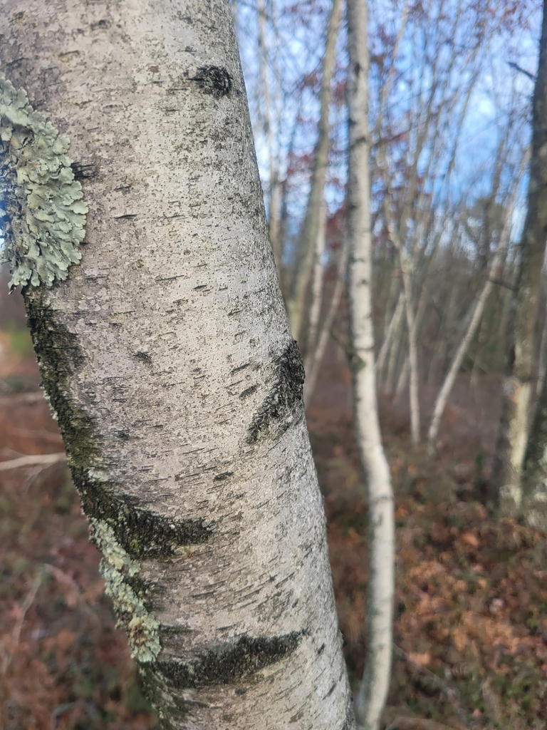 paper birch in November 2023 by Joshua Butz · iNaturalist