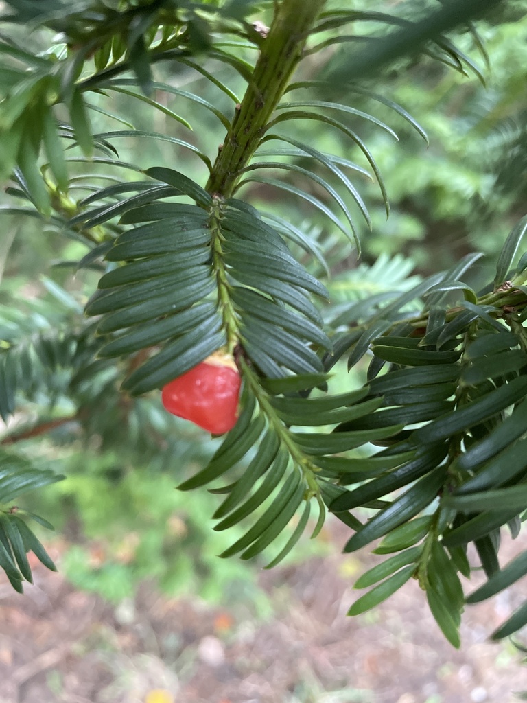 common yew from Fairhaven Park, Bellingham, WA, US on November 20, 2023 ...