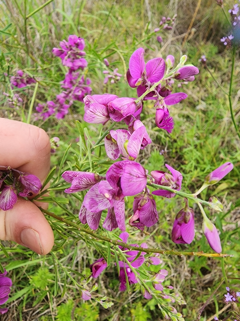 Purple Broom from Wyoming NSW 2250, Australia on November 21, 2023 at ...