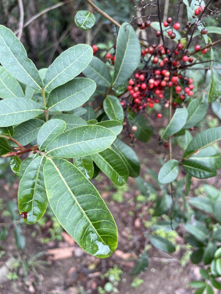 Brazilian pepper from Helensvale, QLD, AU on November 21, 2023 at 10:45 ...