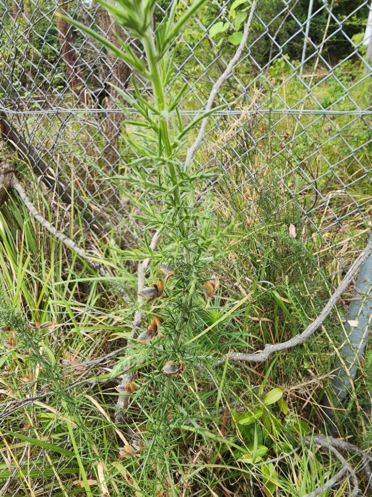 gorse from Wyoming NSW 2250, Australia on November 21, 2023 at 12:08 PM ...