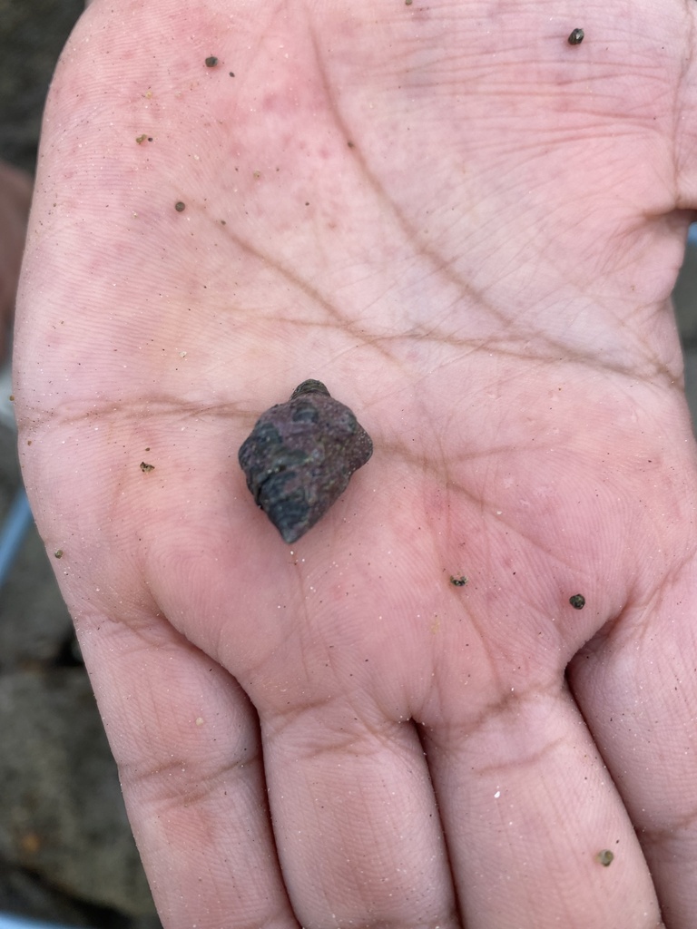 Ringed cantharus from Pacific Ocean, Sucre, Manabí, EC on November 12 ...