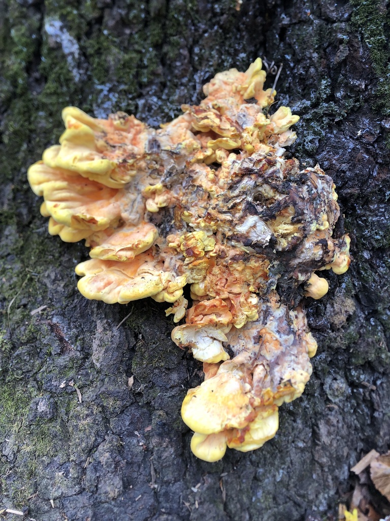 chicken of the woods from Creekside Dr, Memphis, TN, US on November 20 ...