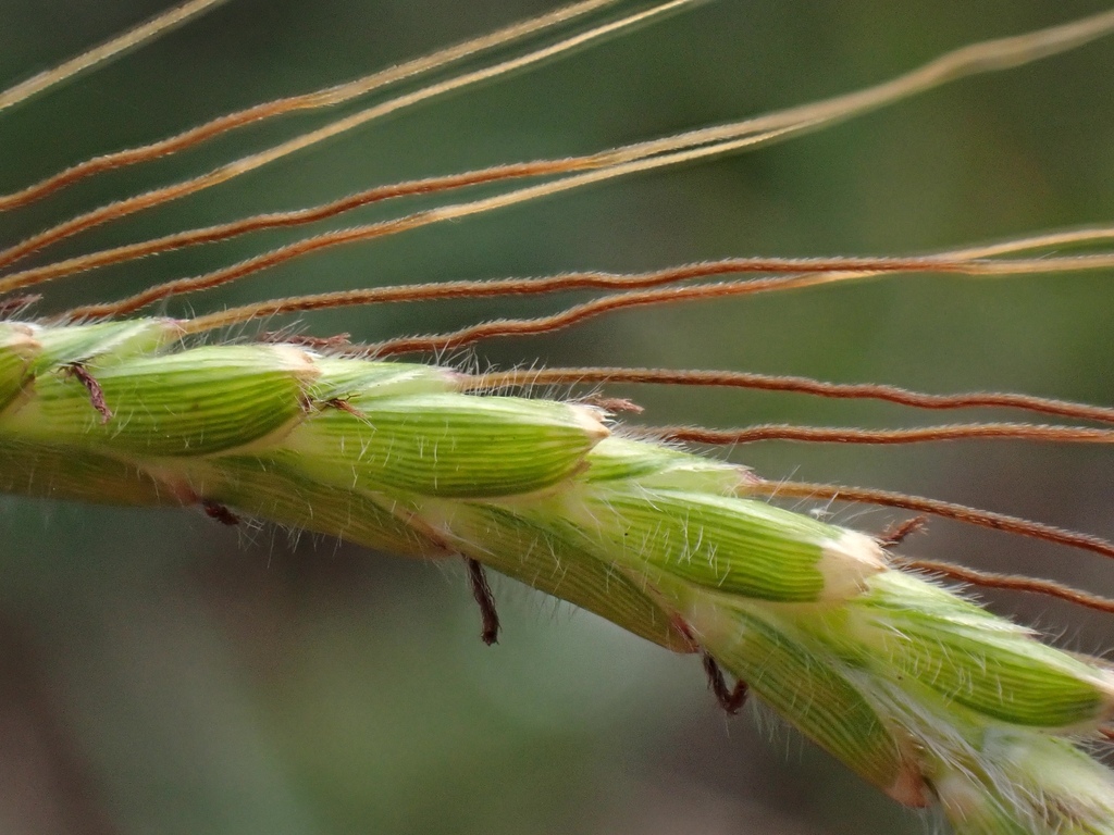 Angleton Bluestem in November 2023 by naturalistchu · iNaturalist
