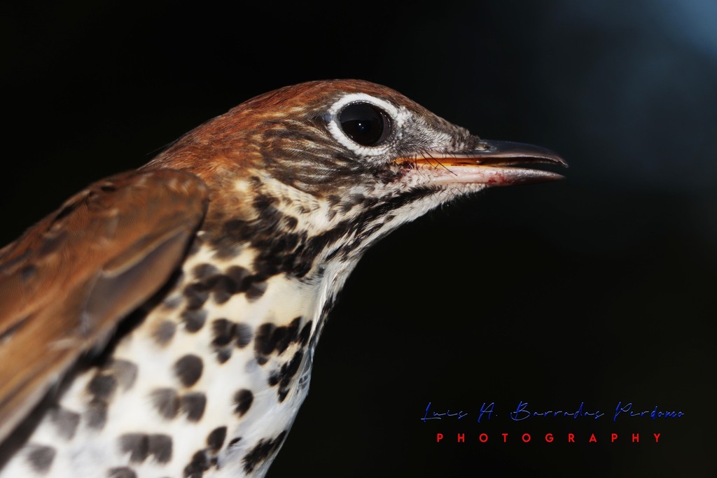 Wood Thrush from Rancho El Sinaí, Piedra de Agua, Jilotepec, Ver ...