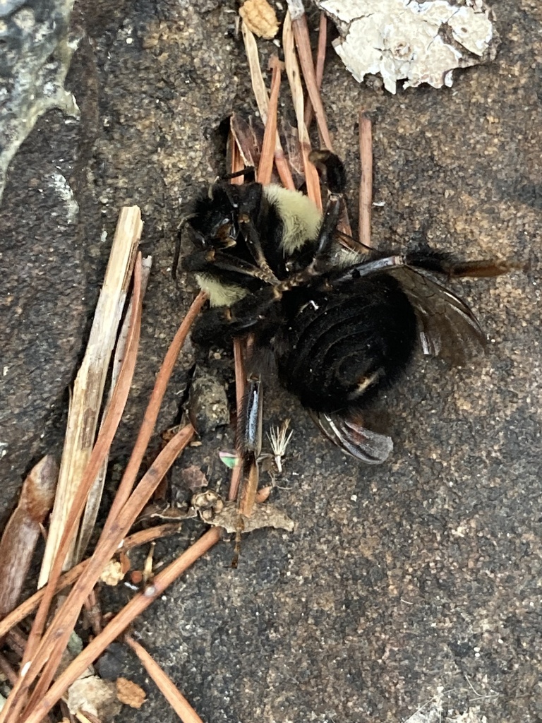 Common Eastern Bumble Bee from West Fork Little River, Fort Payne, AL ...