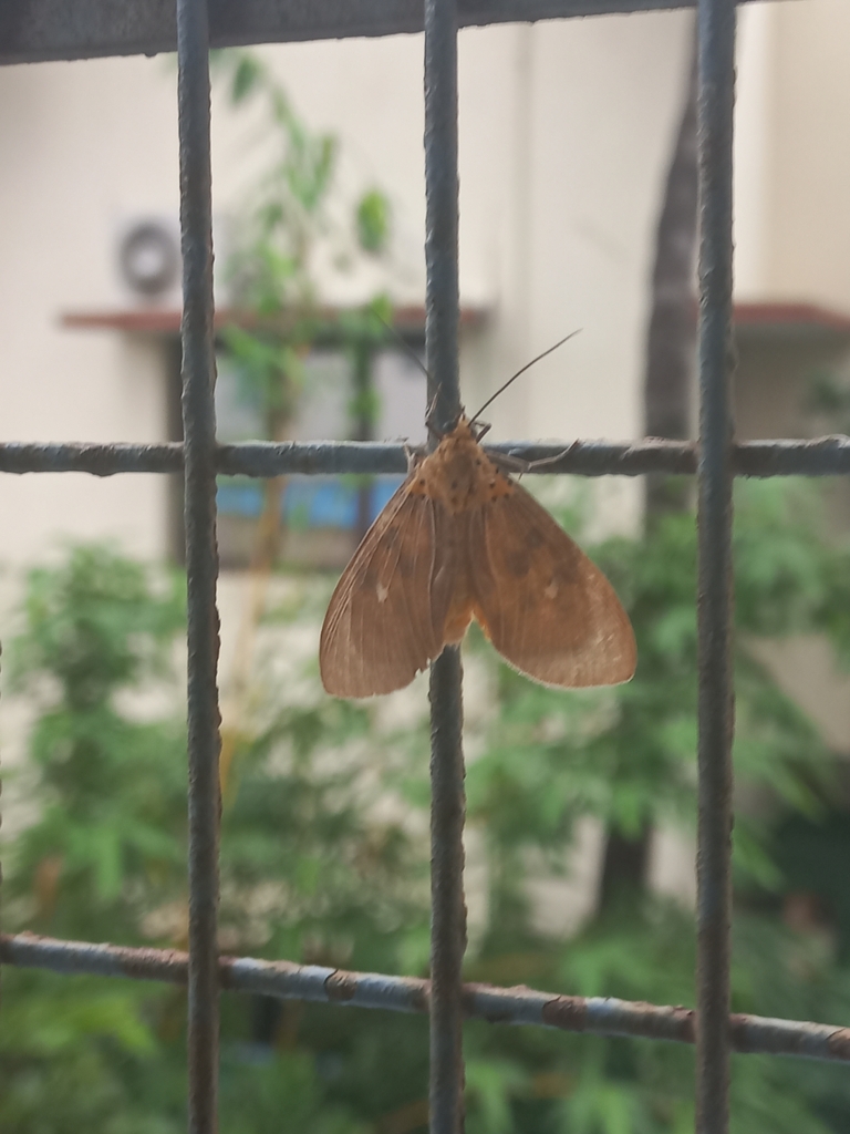 Tropical Tiger Moth from Swaminathan Nagar, Kottivakkam, Chennai, Tamil ...