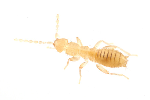 Angel Insects (Family Zorotypidae) · iNaturalist United Kingdom