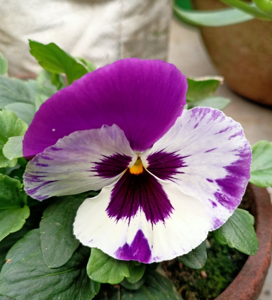 garden pansy from VXR3+64Q, Deulpara, West Bengal 712414, India on ...