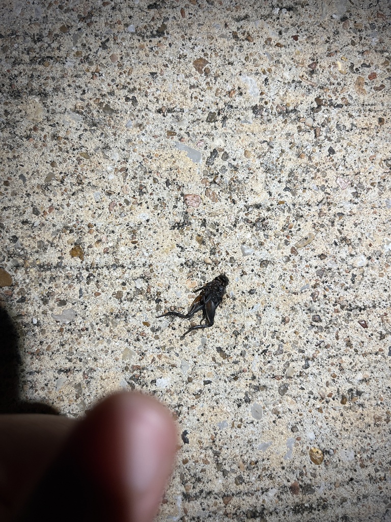 Crickets from Blue Point Juniper Dr, Houston, TX, US on November 20 ...