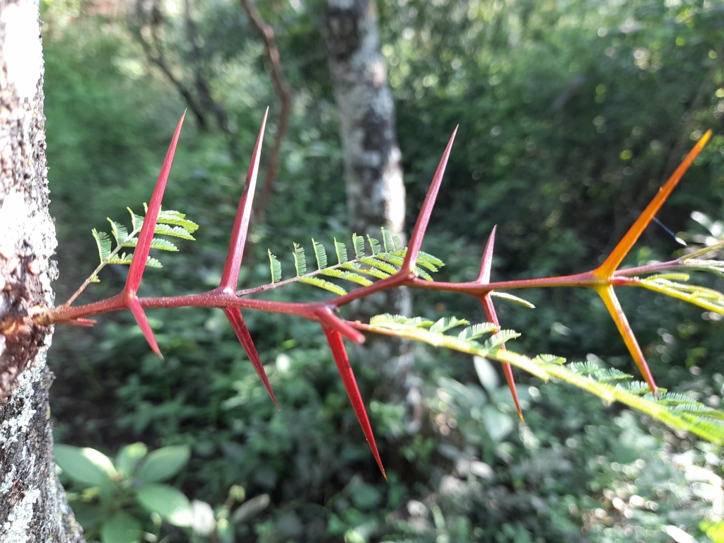 fern-leaf acacia from Ignacio Zaragoza, 94734 Cdad. Mendoza, Ver ...