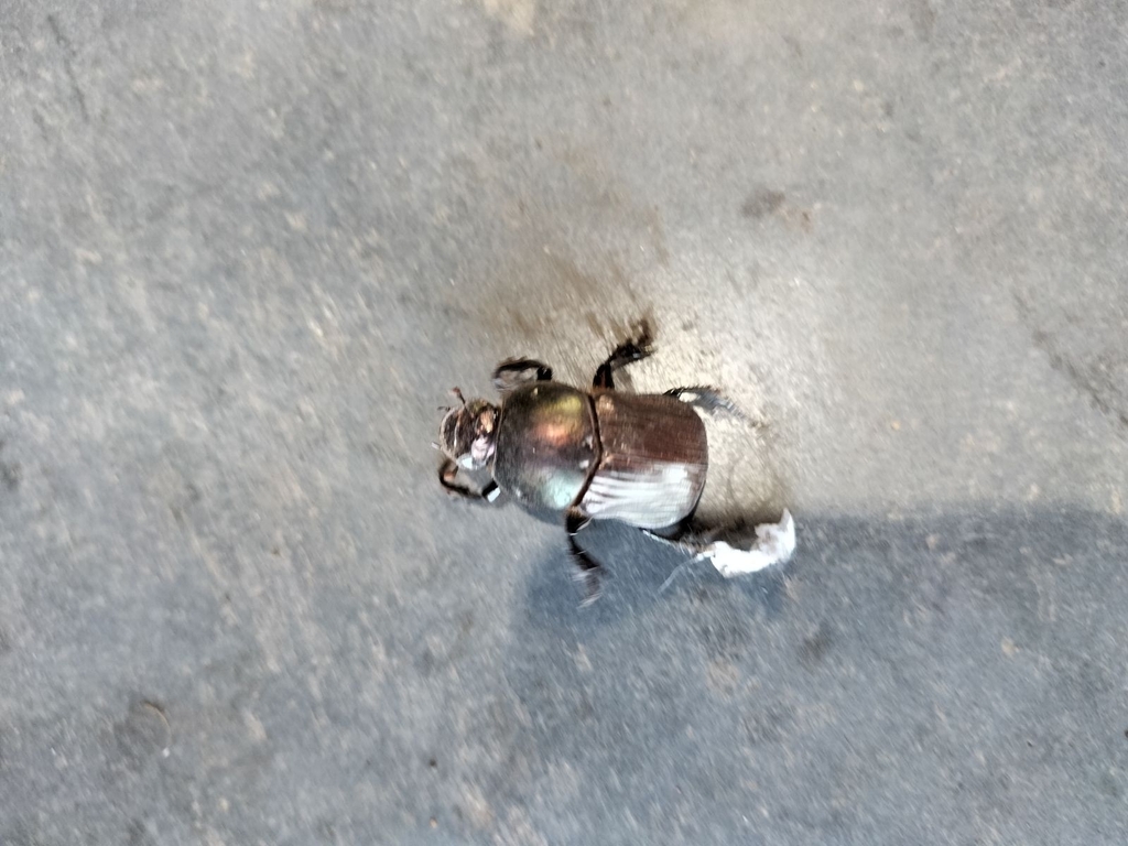 Onitis in November 2023 by Jeffrey Sim · iNaturalist