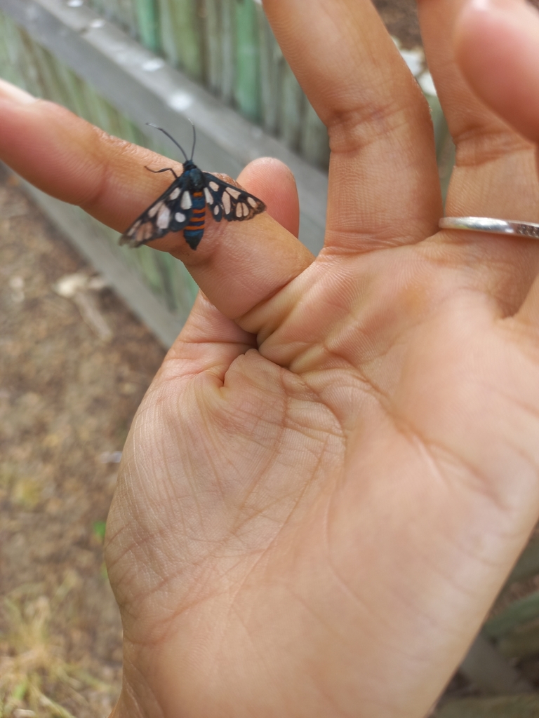 Heady Maiden from Theewaterskloof Local Municipality, South Africa on ...