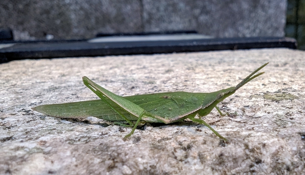 Atractomorpha sinensis sinensis from 52 Higashisakuracho, Kamigyo Ward ...